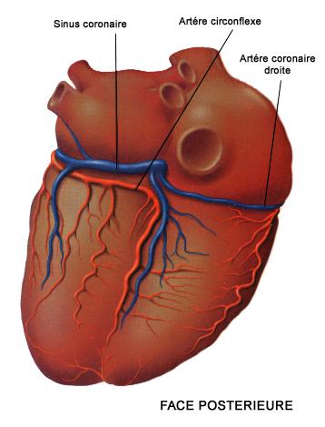 La vascularisation cardiaque, coeur, anatomie