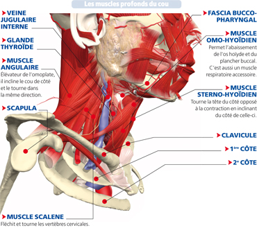 Os de la base du cou