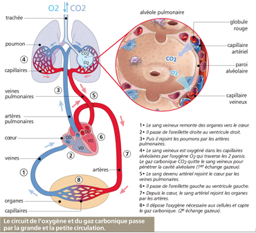 La circulation pulmonaire - Le corps humain