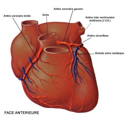 La vascularisation cardiaque, coeur, anatomie